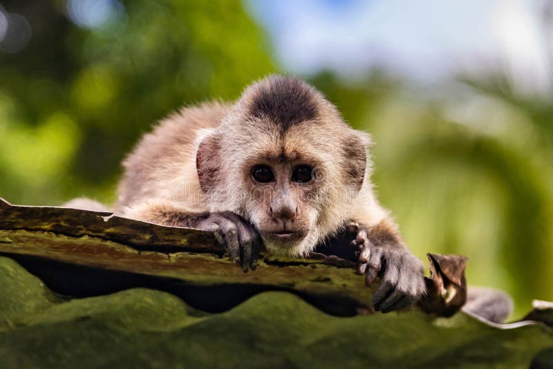 Cute Portrait of Curious Capuchin Wild Monkey Looking at the Camera ...