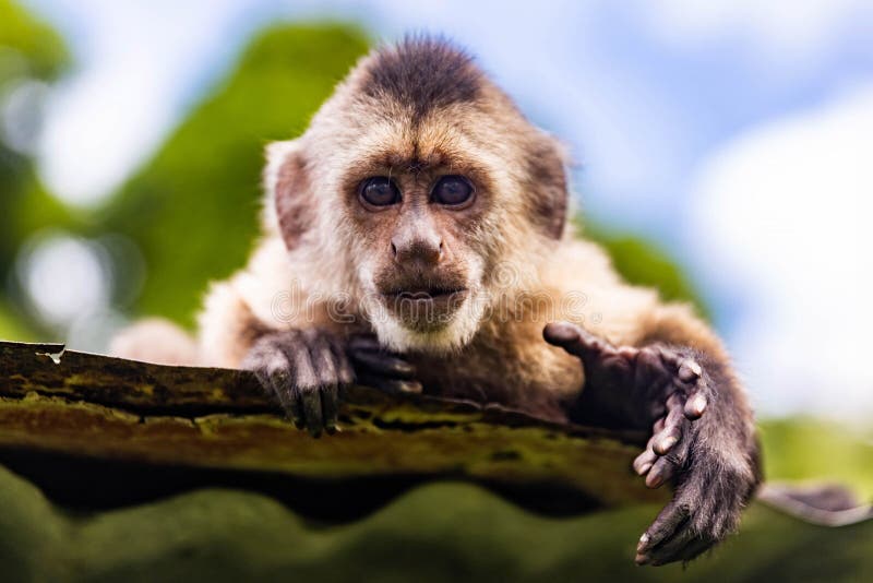 Cute Portrait of Curious Capuchin Wild Monkey Looking at the Camera ...
