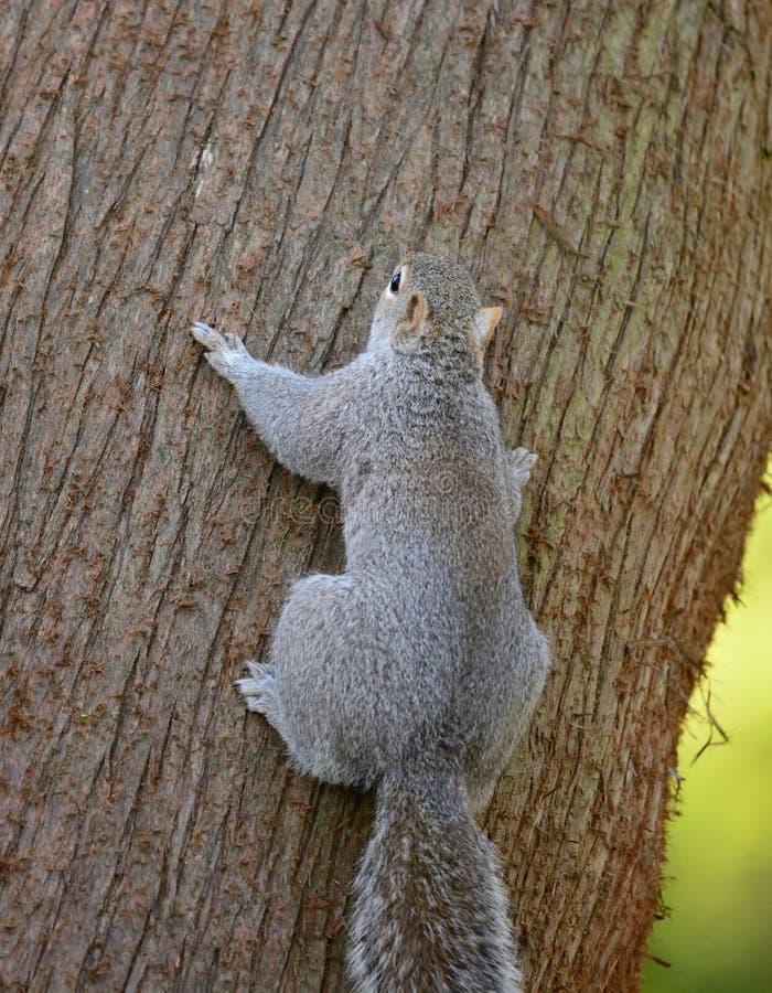 Squirrel Climbing Up Trunk Of Tree Stock Image - Image of tree, furry ...