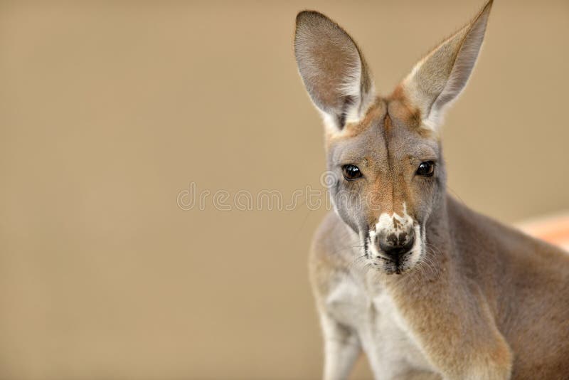 Cute Portrait of a Kangaroo Stock Image - Image of looking, cute: 36513575