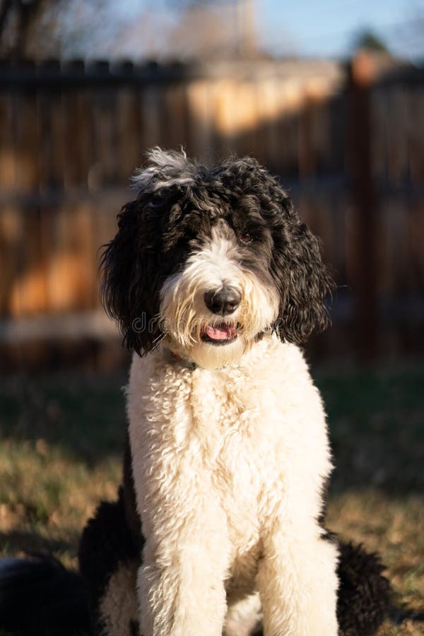 Cute Portrait of Labradoodle in the Back Yard Stock Image - Image of ...