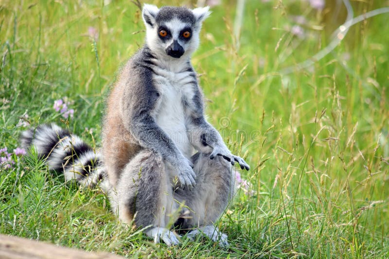 Cute Portrait of Lemur Catta Looking Surprising Stock Photo - Image of ...