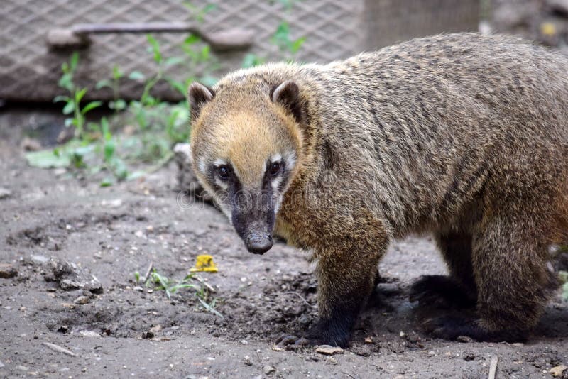 1,060 Cute Nasua Stock Photos - Free & Royalty-Free Stock Photos from ...