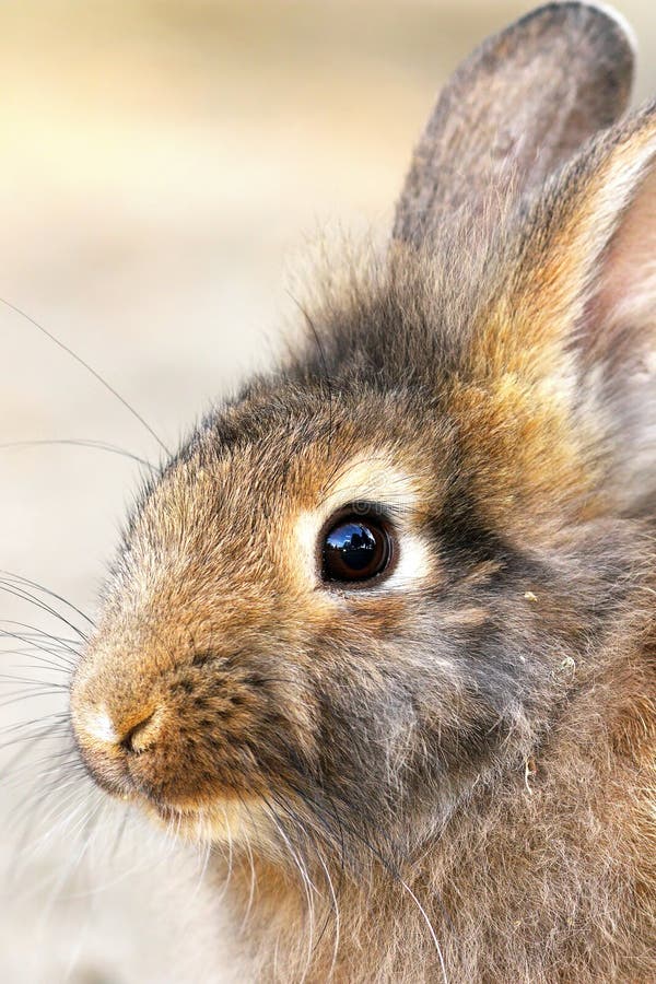 Cute portrait of a rabbit stock image. Image of nature - 101953131