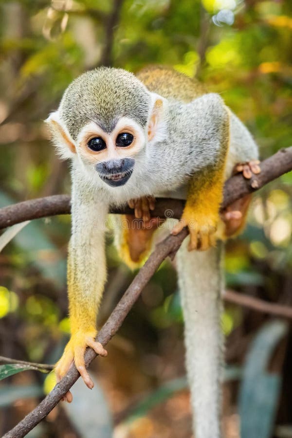 Cute Portrait of Squirrel Monkey in Amazon Jungle Stock Photo - Image ...