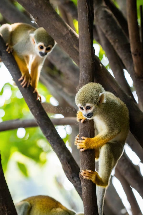 Cute Portrait of Squirrel Monkey in Amazon Jungle Stock Photo - Image ...