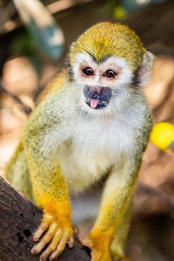 Cute Portrait of Squirrel Monkey in Amazon Jungle Stock Image - Image ...