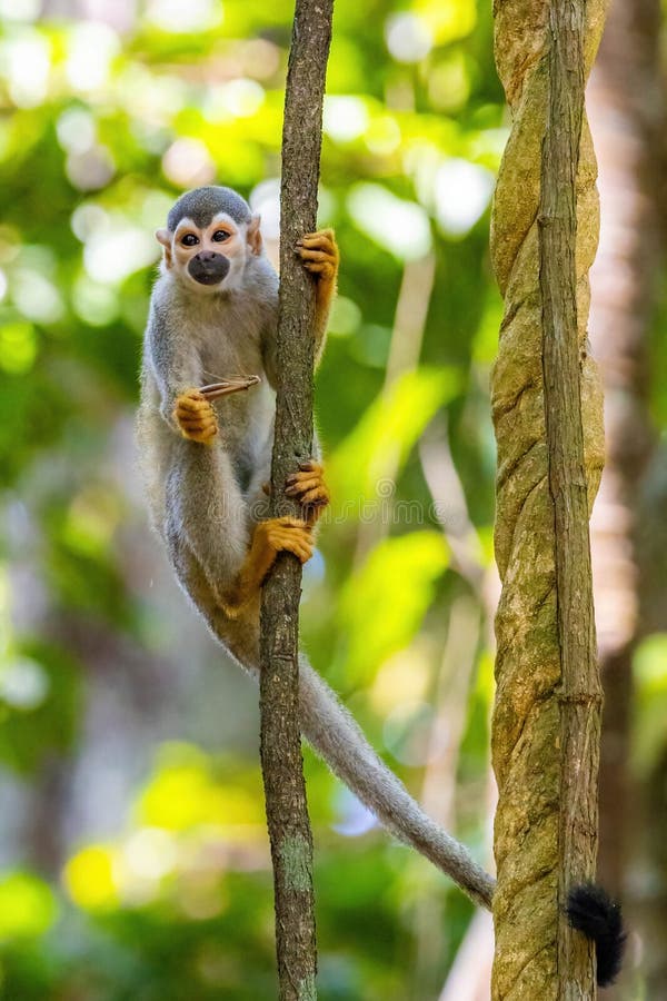 Cute Portrait of Squirrel Monkey in Amazon Jungle Stock Photo - Image ...