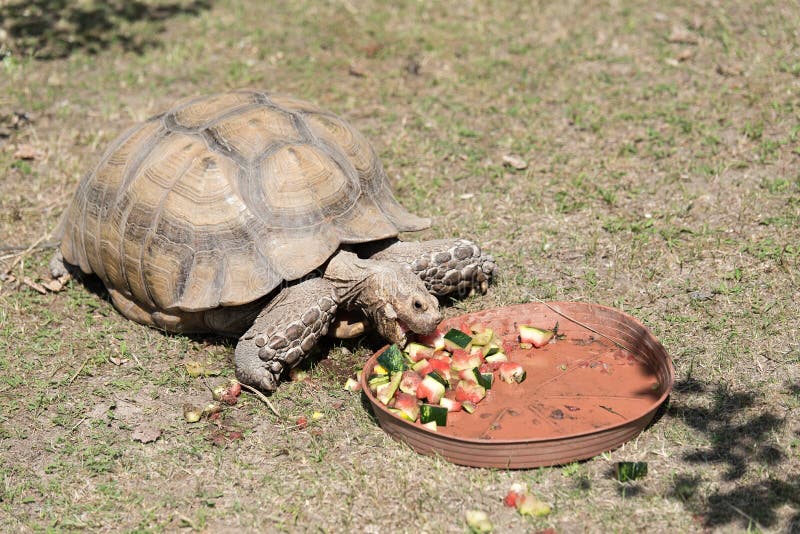 Cute portrait of tortoise stock photo. Image of melon - 97508930