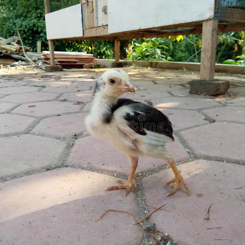 Chicken Pose in the Morning Stock Photo - Image of animal, morning ...
