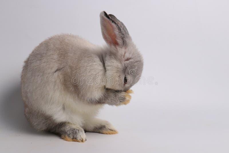 280 Side View Cute Little White Bunny Stock Photos - Free & Royalty ...