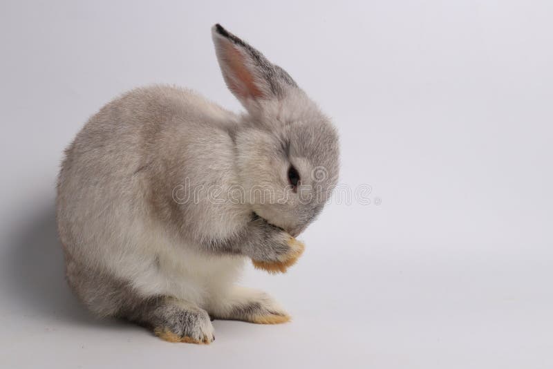 280 Side View Cute Little White Bunny Stock Photos - Free & Royalty ...