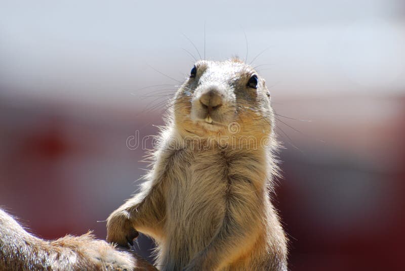 Cute Prairie Dog Climbing Out of a Hole Stock Photo - Image of tailed ...