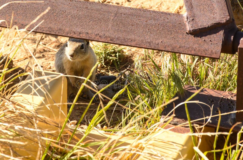 Cute prairie dog stock photo. Image of wild, standing - 41460816