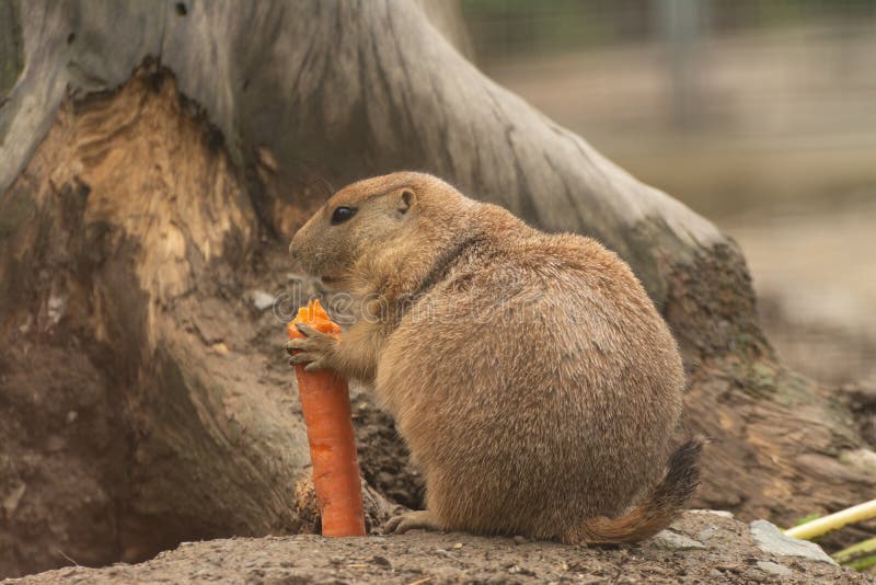 Cute Prairie Dog Curious Watching Stock Photo - Image of animal ...