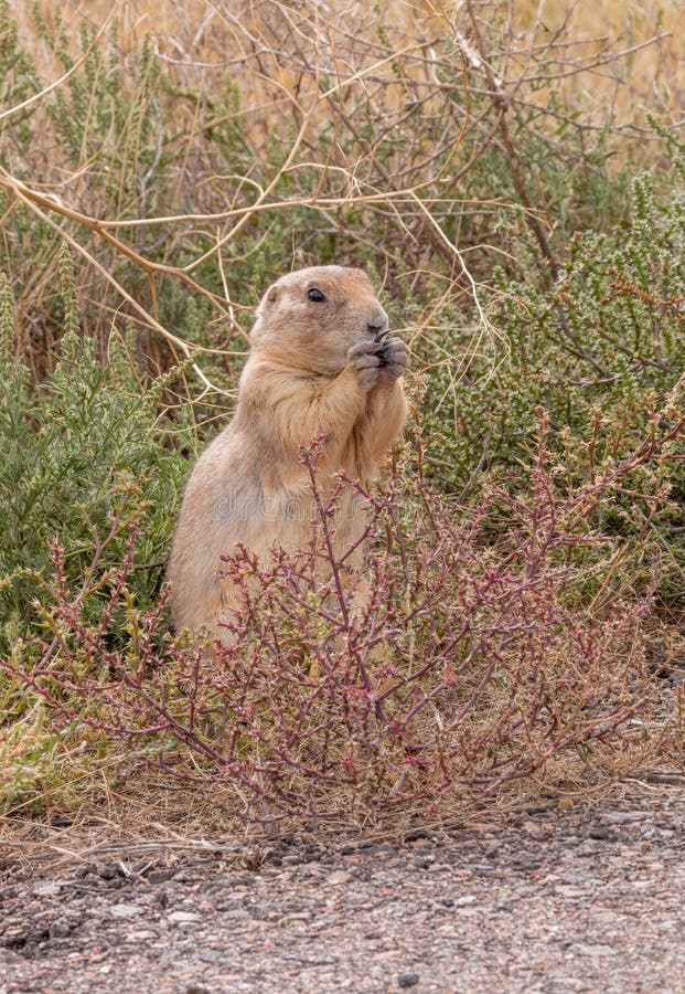 Cute Prairie Dog Eating stock photo. Image of grassland - 159376770