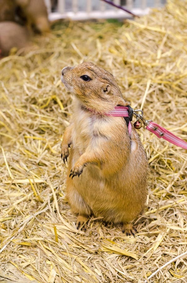 Cute Prairie Dog on Hay Grass Stock Photo - Image of cute, dirt: 68608926