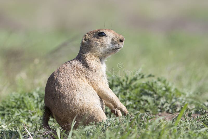 Cute Prairie Dog on a Log in the Midwest Stock Image - Image of prairie ...