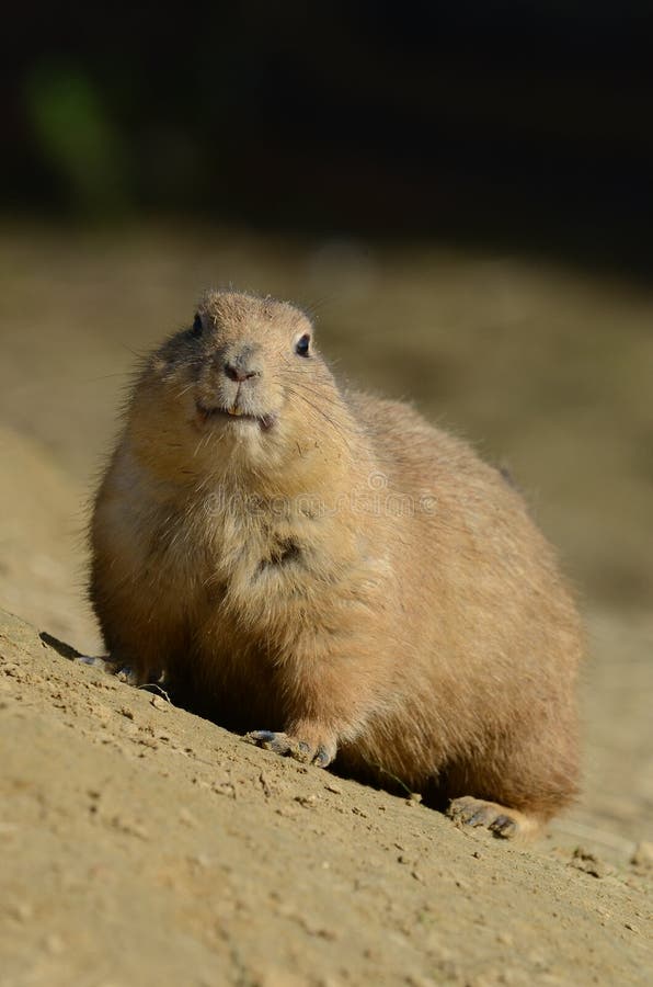 Prairie Dog Portrait stock image. Image of north, cynomys - 21616995