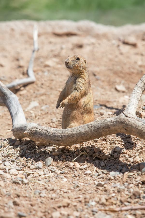 Cute prairie dog stock photo. Image of mexico, mammal - 4210036