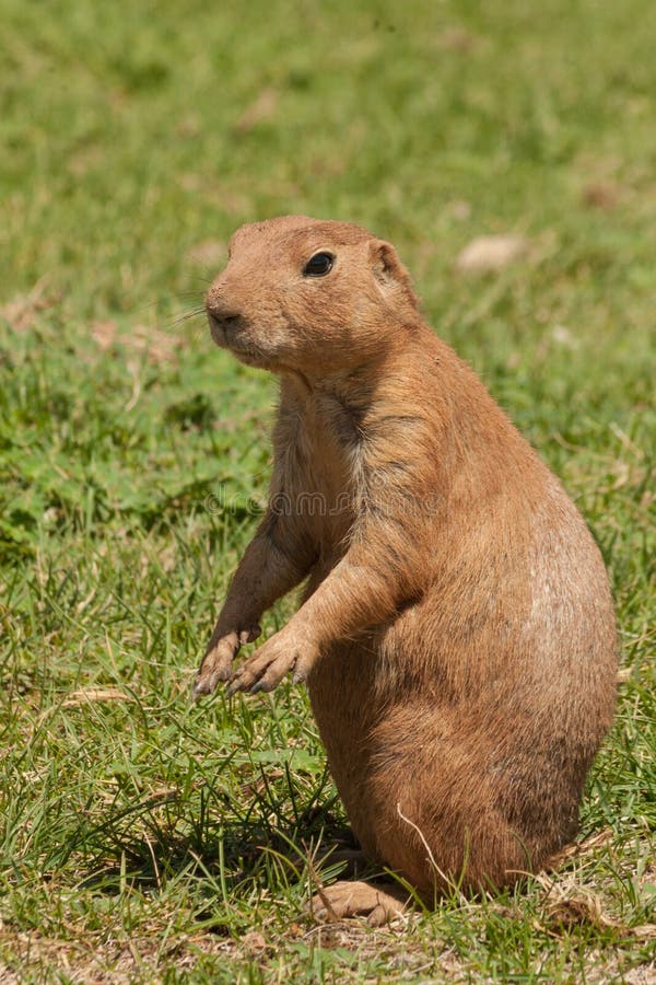 Cute Prairie Dog stock image. Image of wildlife, burrow - 65482783