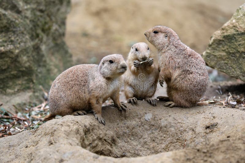 Cute prairie dogs stock image. Image of funny, cynomys - 120472389