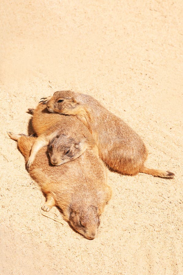 Cute Prairie Dogs Resting on the Sand Stock Photo - Image of desert ...