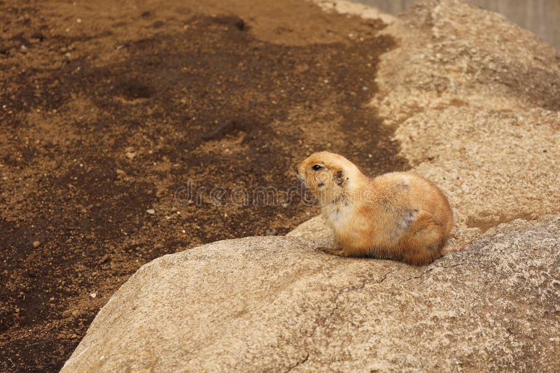 Cute Prairie Dog at the Zoo Stock Photo - Image of animal, afternoon ...