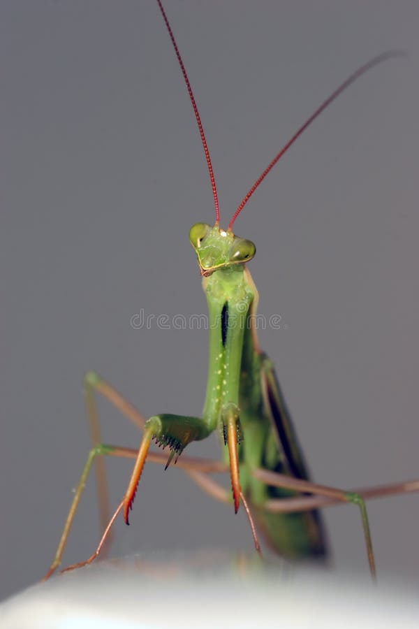 Pretty Praying Mantis