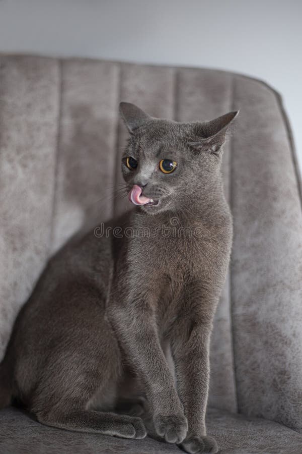 Cute Predator Cat Licks Her Teeth after Eating Something Very Delicious ...