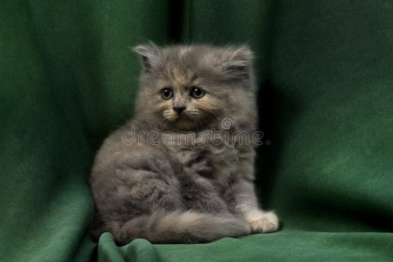 Grey Ragdoll Kittens