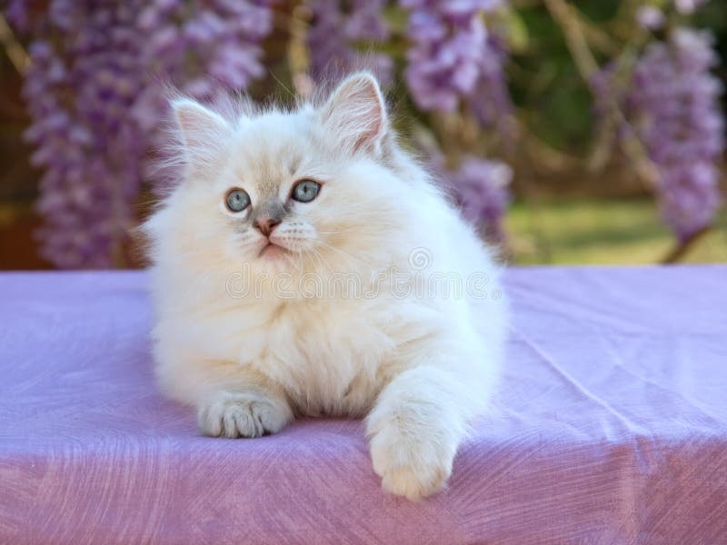 Cute Pretty Ragdoll Kitten with Petunias Stock Photo - Image of ...