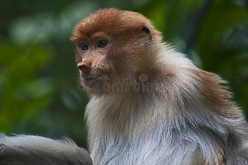 Proboscis Monkey on Nature Background Stock Photo - Image of kuching ...