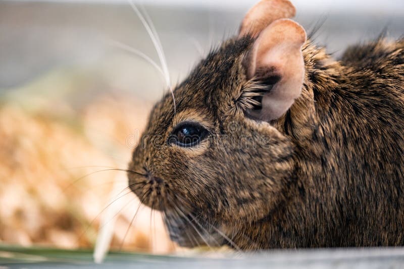 239 Degu Wild Stock Photos - Free & Royalty-Free Stock Photos from ...