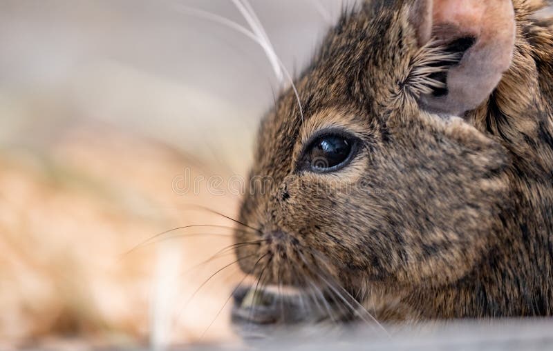 239 Degu Wild Stock Photos - Free & Royalty-Free Stock Photos from ...