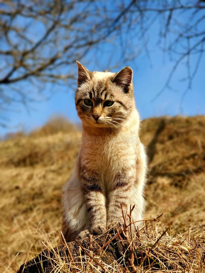 Cute and Proud Creature.a Cat Posture Stock Image - Image of posture ...