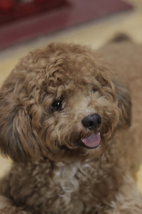 3,010 Puddle Dog Stock Photos - Free & Royalty-Free Stock Photos from ...