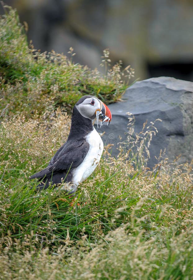 Cute puffin with his catch stock photo. Image of iceland - 32446990