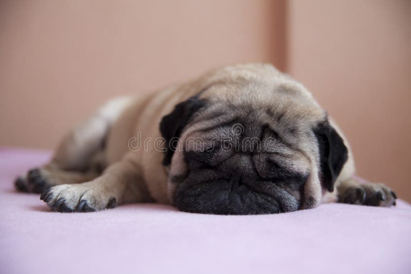Cute pug stock image. Image of nature, beige, young, doggie - 24866659
