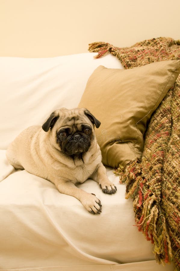 Cute Pug on Couch stock photo. Image of couch, leather - 7290984