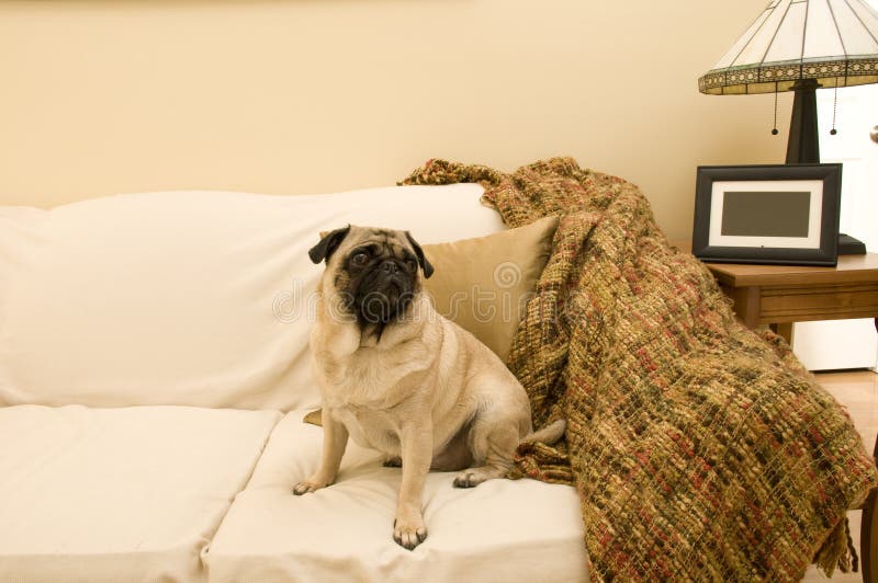 Cute Pug on Couch stock photo. Image of couch, paws, fawn - 7280114