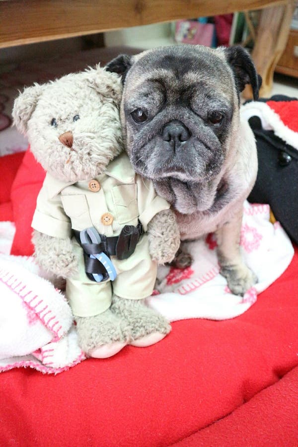 Cute Pug Dog Cute Bear Hug stock photo. Image of hugs - 134387816