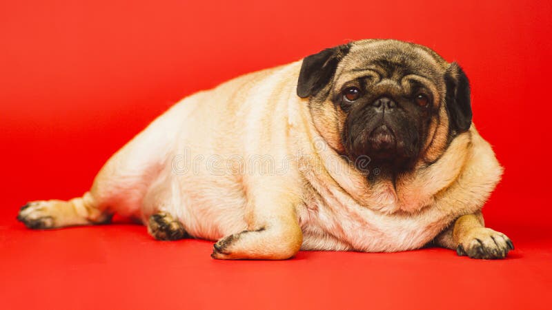 Cute Pug Dog. Closeup of Adorable Pug Dog with Smooth Fur Lying on Red ...