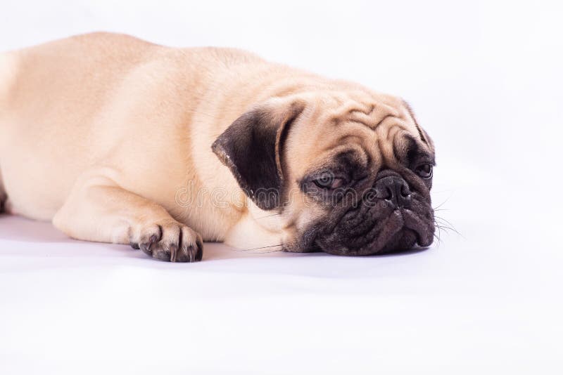 Cute pug dog feel boring stock image. Image of expression - 119760997