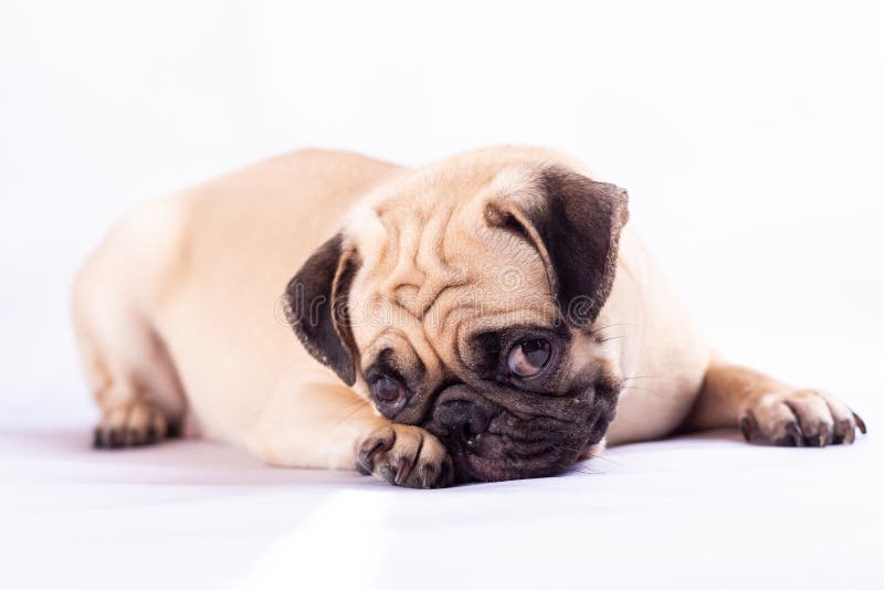 Cute pug dog feel boring stock photo. Image of breed - 119761106