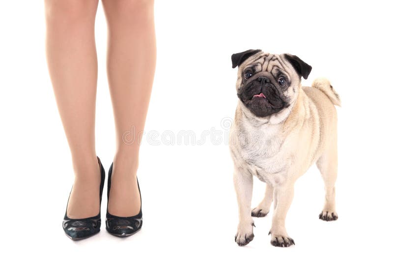 Cute Pug Dog and Female Legs Stock Image - Image of tiny, little: 28104423