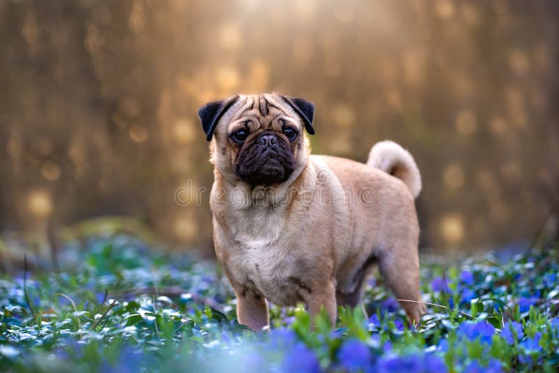 Cute pug dog in a garden stock image. Image of head - 262454175