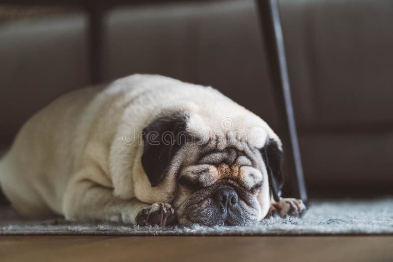 Cute Pug Dog Laying on the Floor Stock Image - Image of adorable, doggy ...
