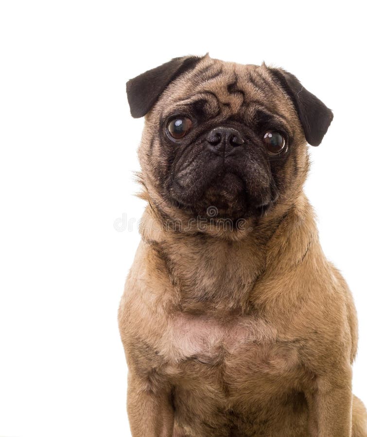 Cute Pug Dog Looking stock photo. Image of white, isolated - 26438498