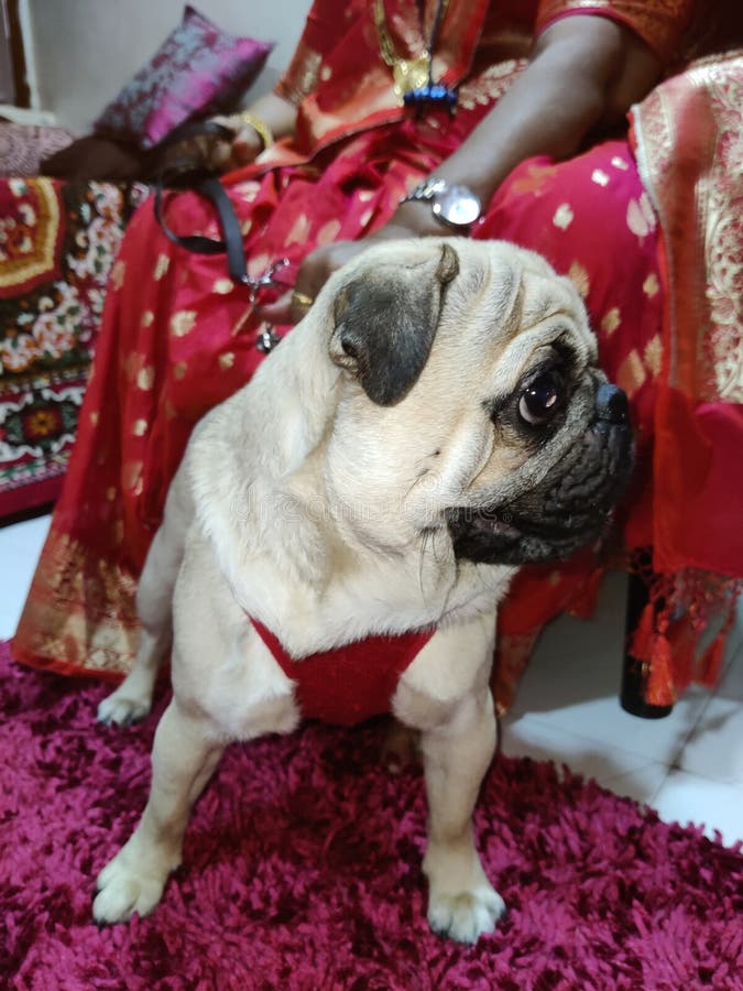 A Cute Pug Dog Looking at Camera Stock Photo - Image of camera, looking ...